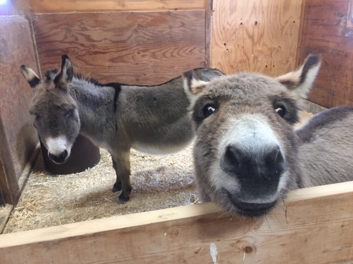 Donkey Time - Holistic Testing with Lisa Crispin