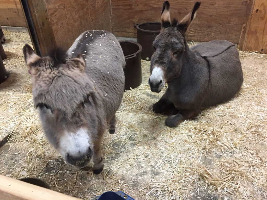 Donkey Time - Agile Testing with Lisa Crispin